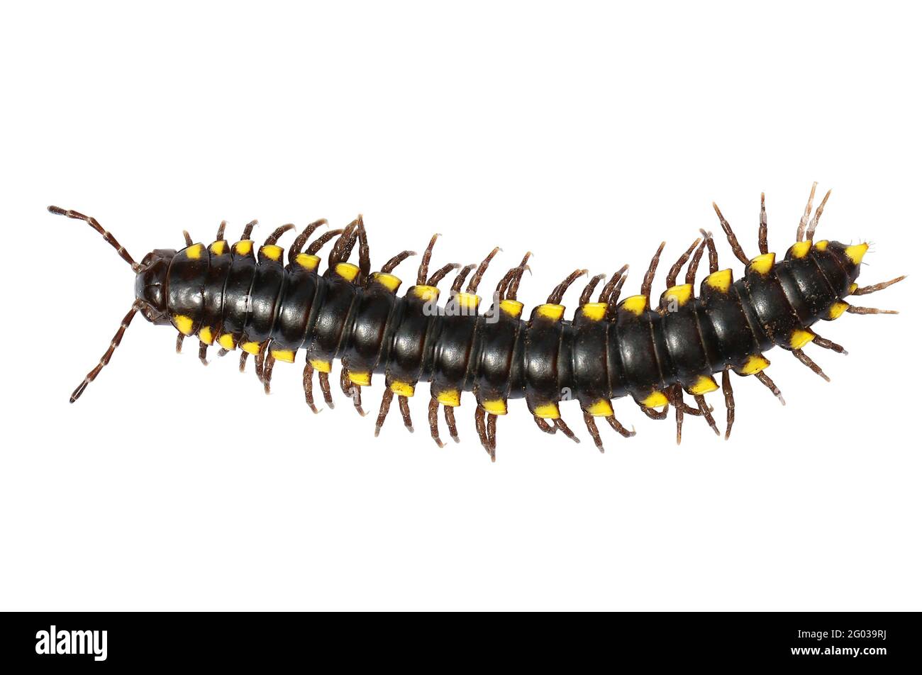yellow spotted millipede Harpaphe haydeniana Black millipede Stock ...