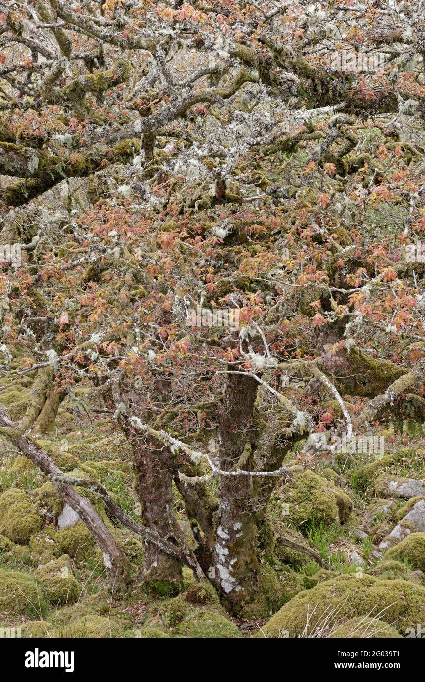 Gnarled Trees at Wistmans Wood Dartmoor UK Stock Photo - Alamy