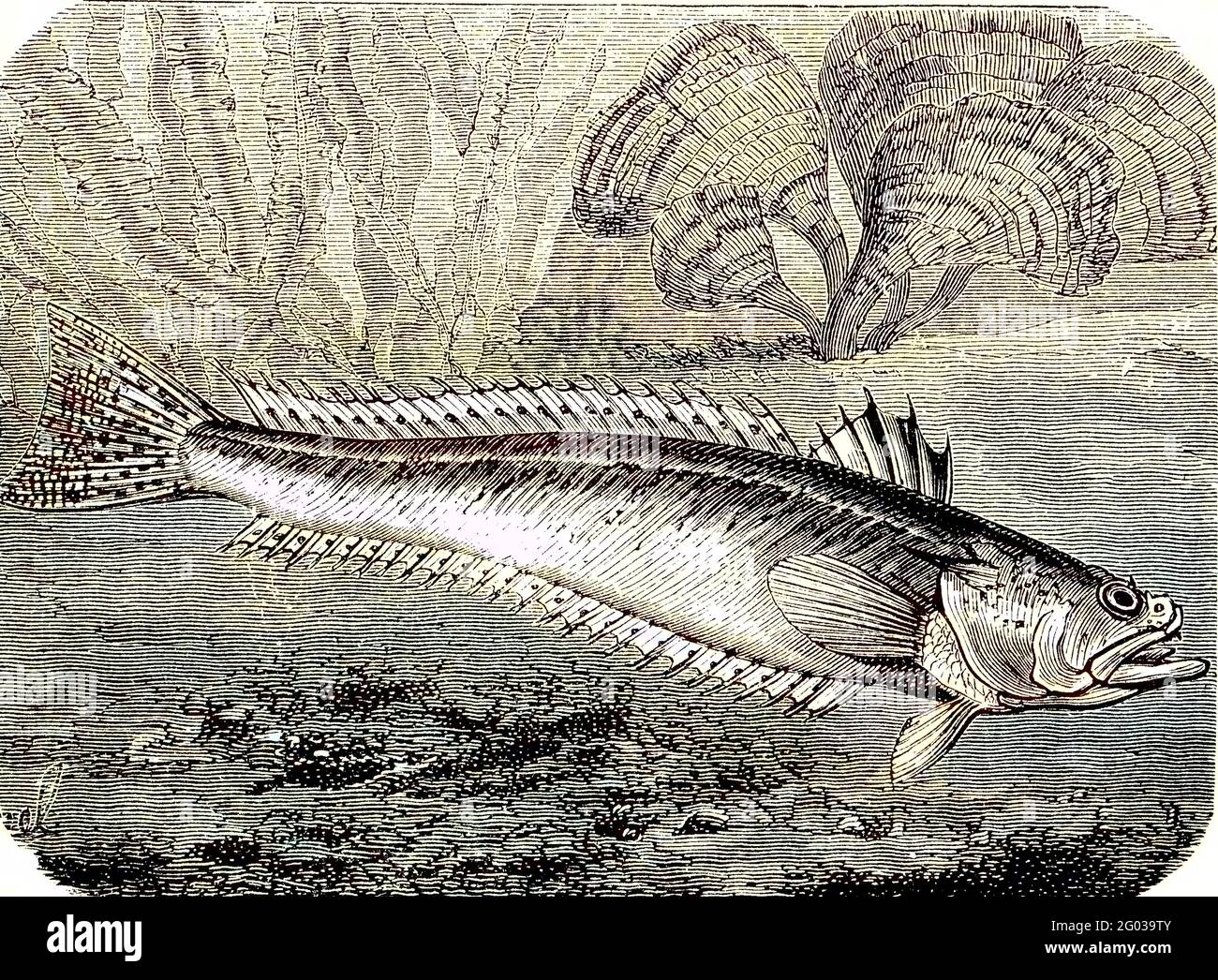 greater weever, Trachinus draco, fish, illustration from 1880 ...
