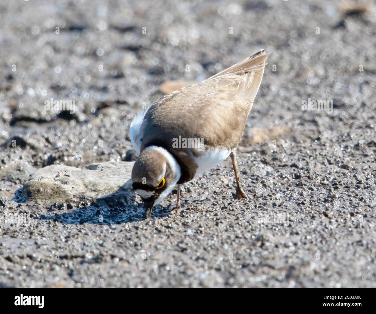 Female Little Ringed Plover on a patch of wet mud Stock Photo - Alamy