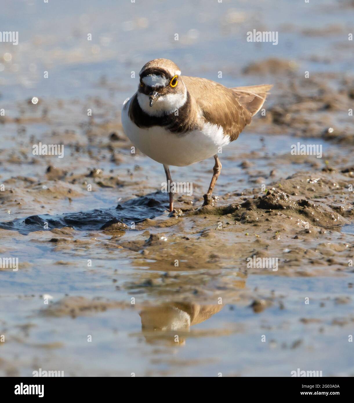 Female Little Ringed Plover on a patch of wet mud Stock Photo - Alamy