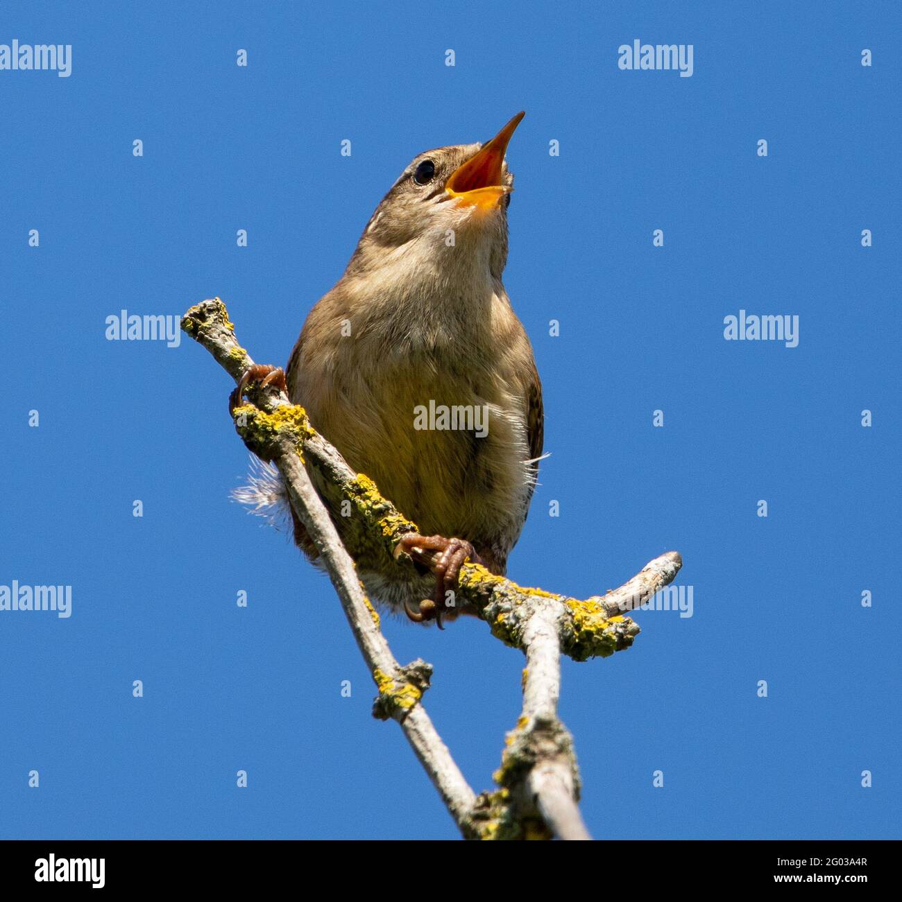 Heart singing hi-res stock photography and images - Alamy