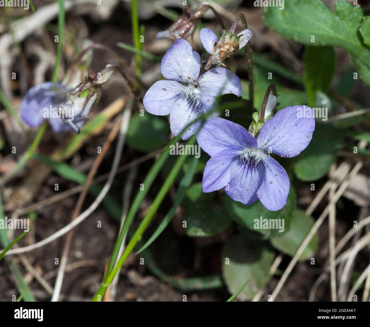 Viola species hi-res stock photography and images - Alamy