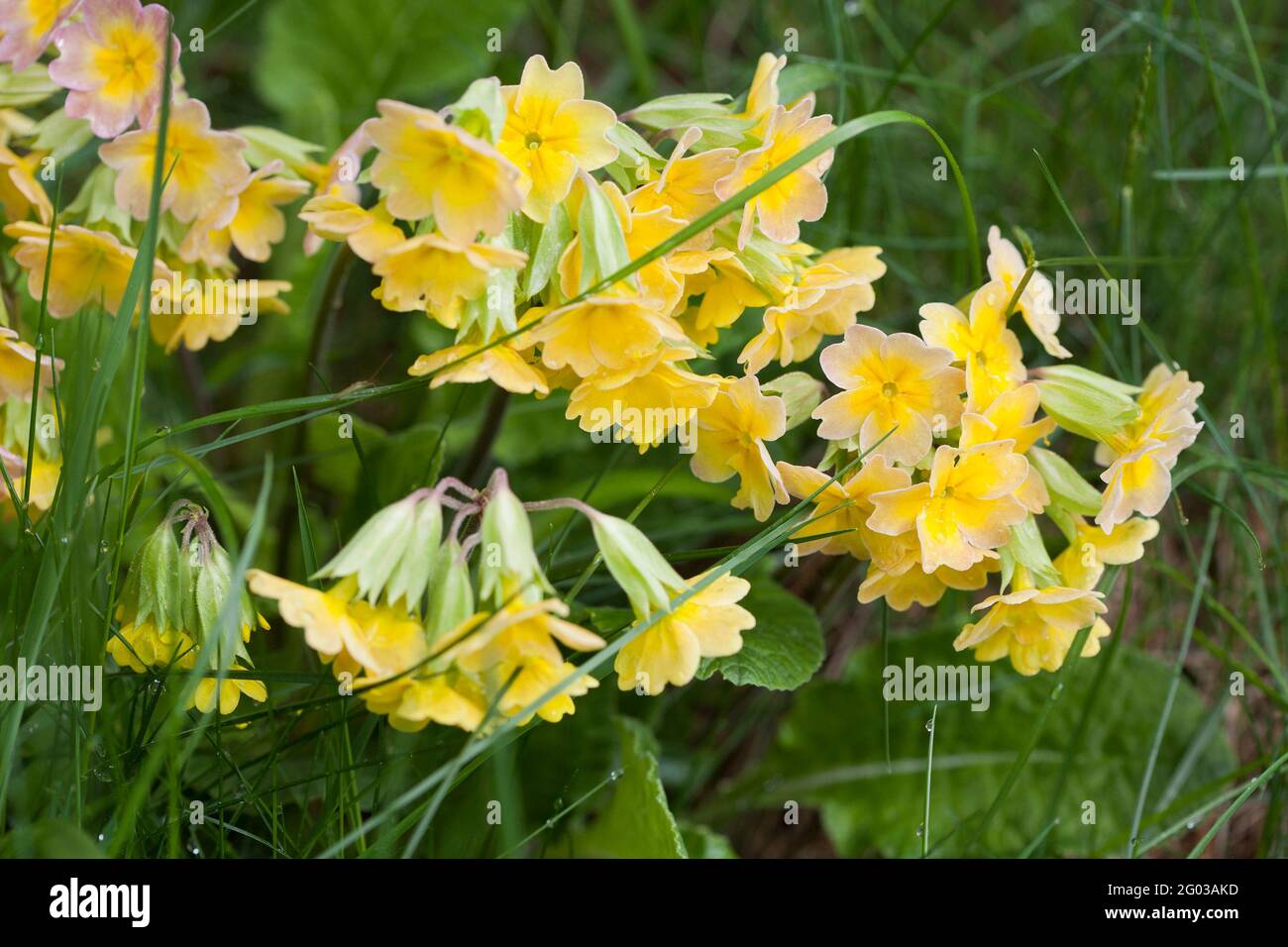 Blooming primula primrose in hi-res stock photography and images - Alamy