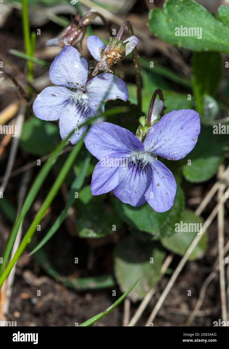 VIOLA HIRTA a species of the genus Viola called Hairy violet Stock ...