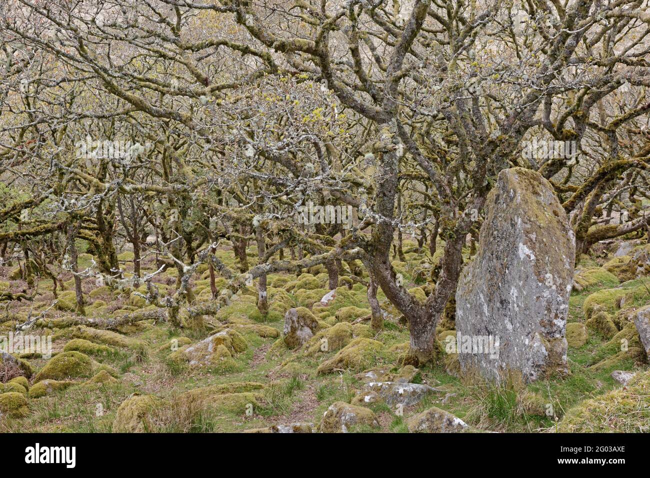 Gnarled trees hi-res stock photography and images - Alamy
