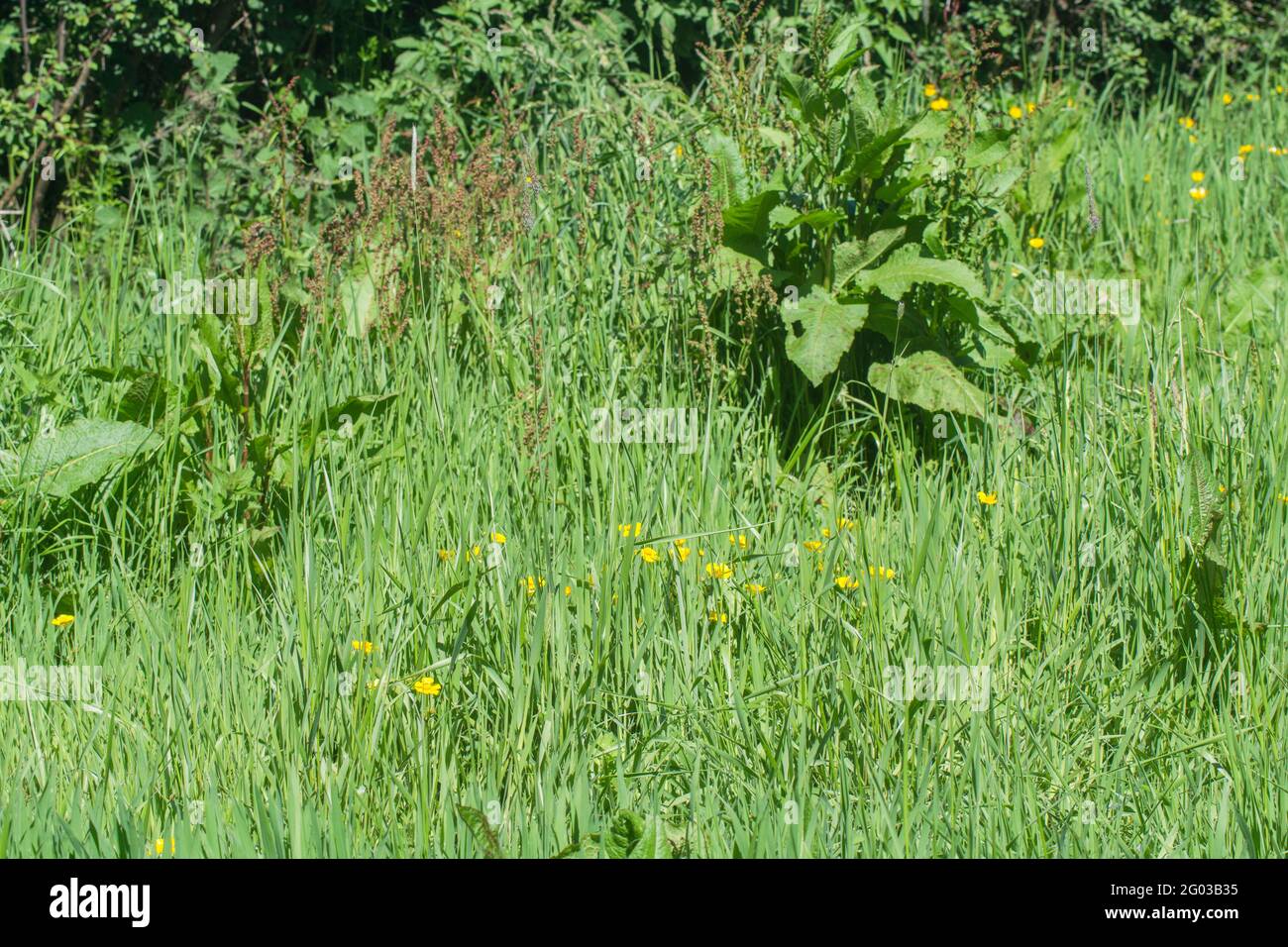 Rural grassy road verge with Broad-Leaved Dock / Rumex obtusifolius ...