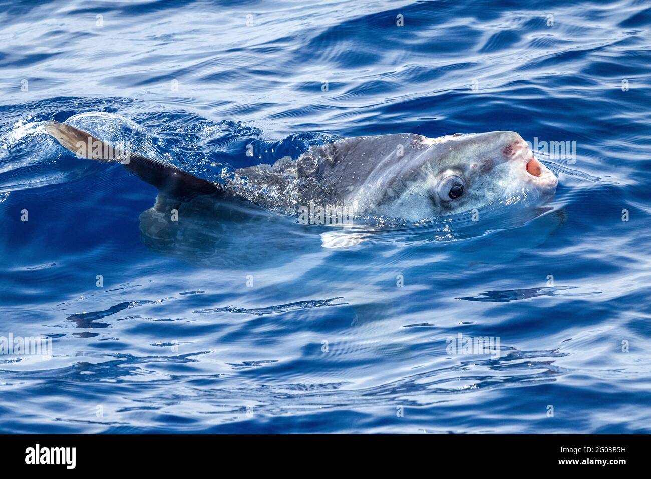 Sunfish on sea surface while eating jellyfish Stock Photo - Alamy