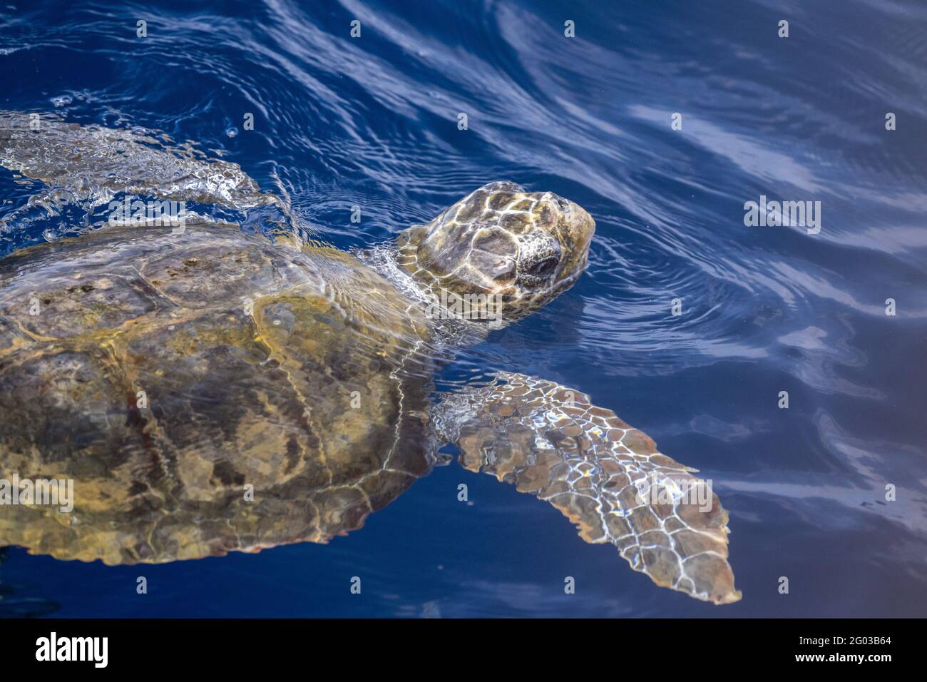 caretta turtle near sea surface for breathing in mediterranean Stock ...