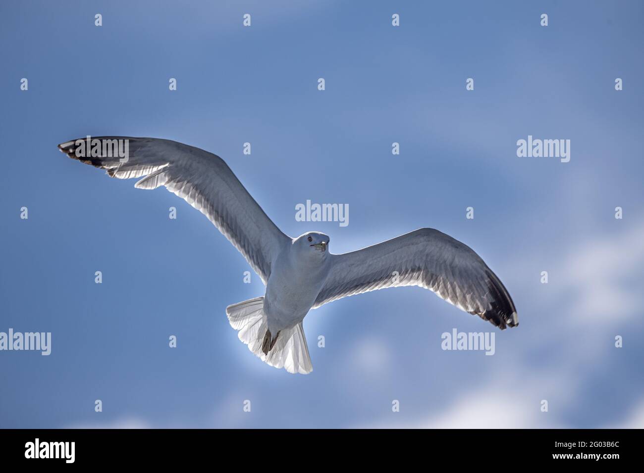 Flying seagull drawing hi-res stock photography and images - Alamy