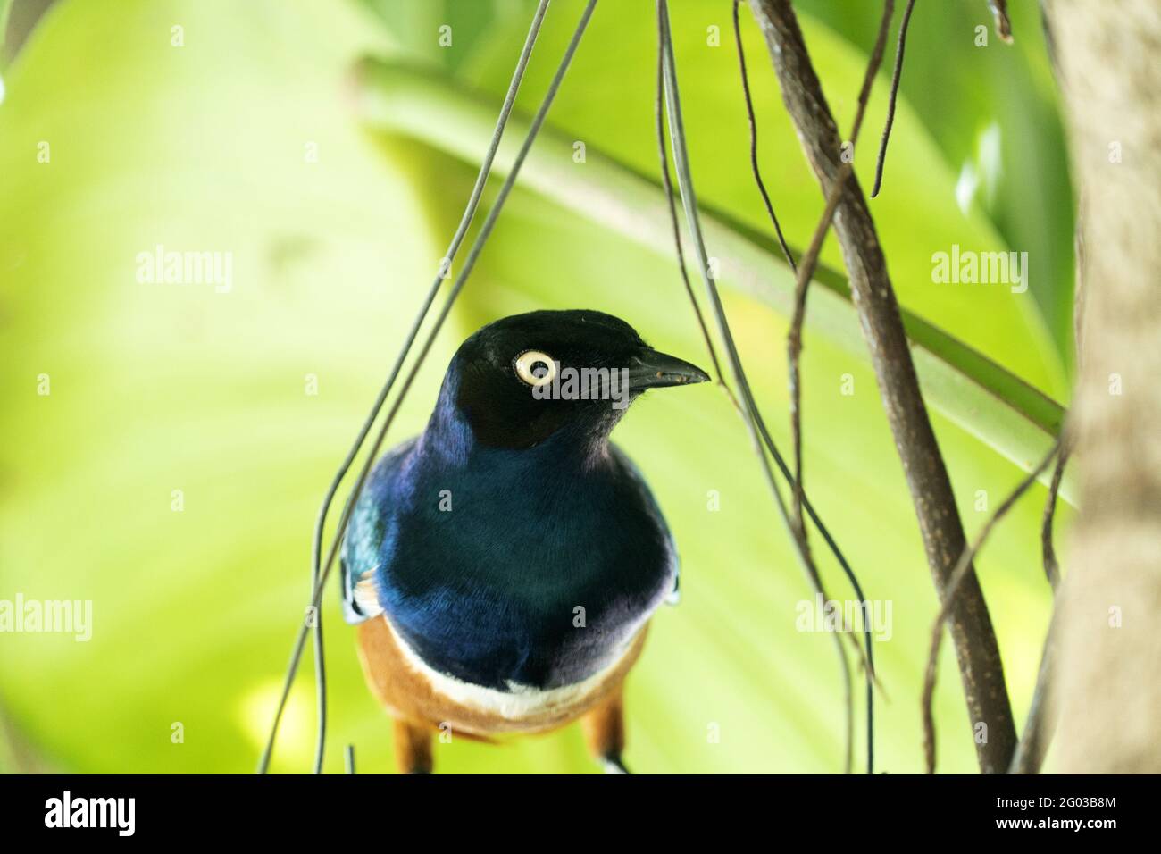 african superb starling bird portrait Stock Photo - Alamy