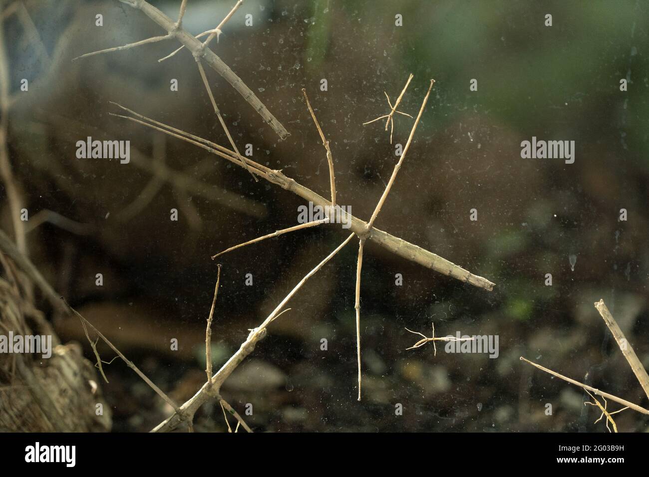Stick insect close up hi-res stock photography and images - Alamy