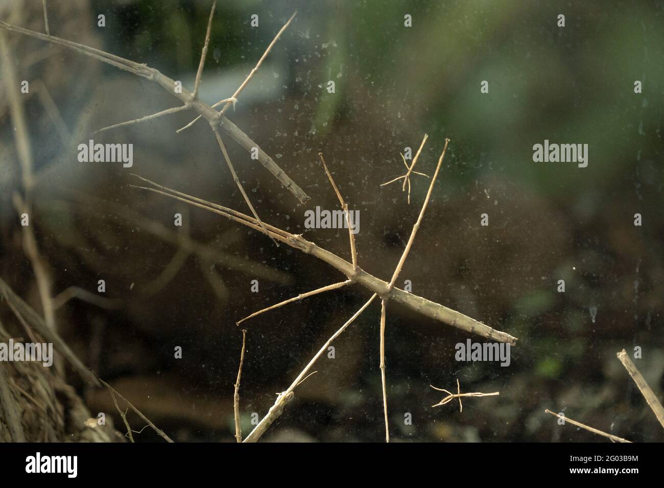 Stick insect camouflage art hi-res stock photography and images - Alamy