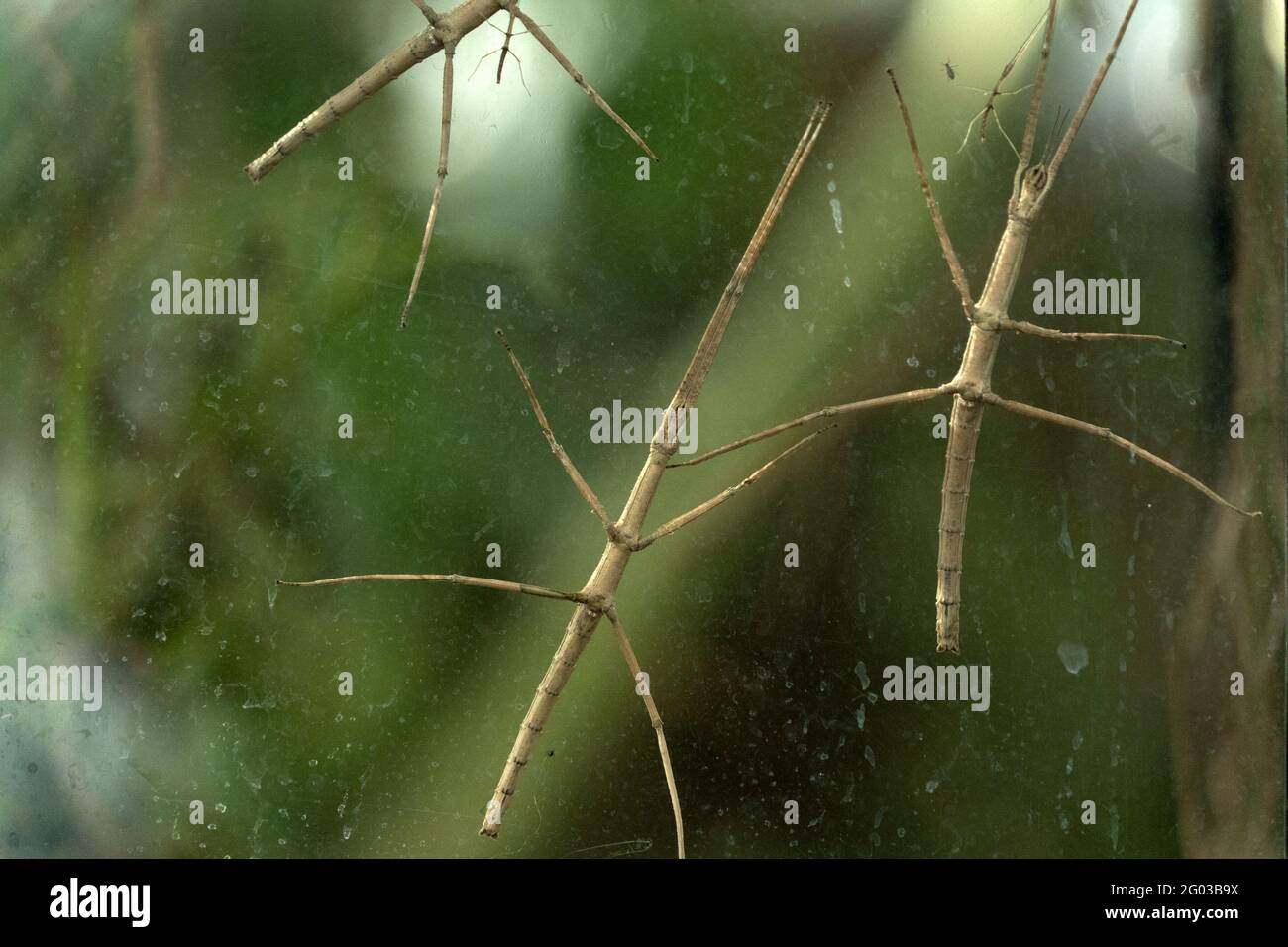 Stick insect close up hi-res stock photography and images - Alamy