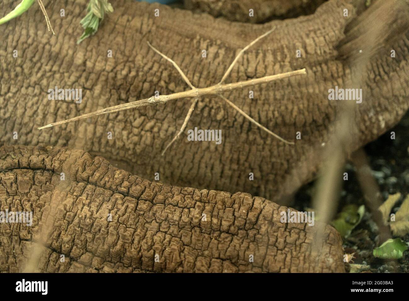 Annan stick insect close up macro Stock Photo - Alamy