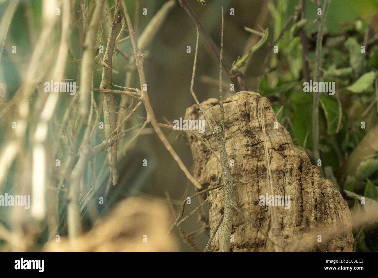 Stick insect close up hi-res stock photography and images - Alamy