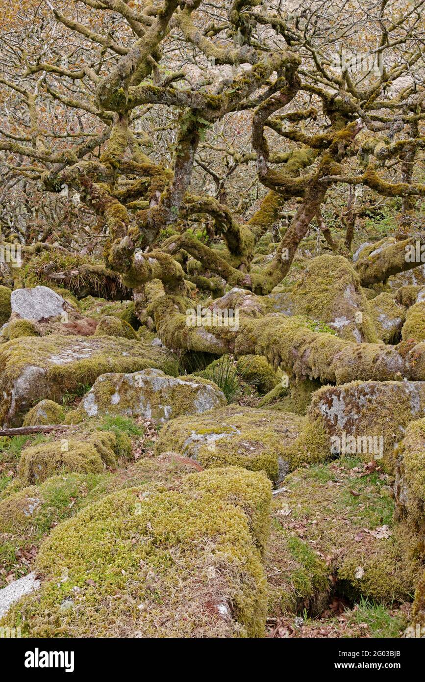Gnarled trees hi-res stock photography and images - Alamy