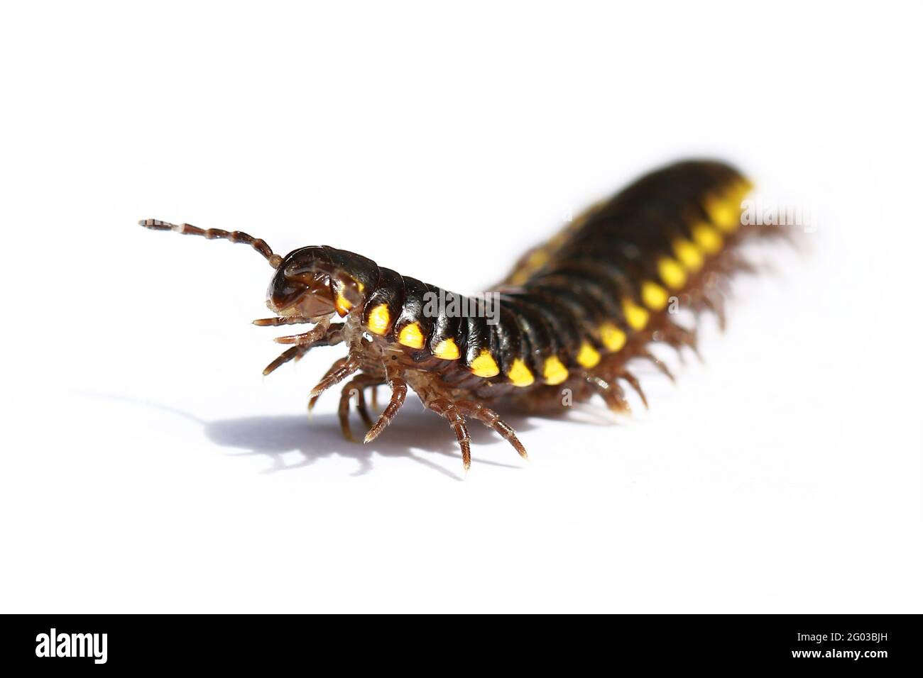yellow spotted millipede Harpaphe haydeniana Black millipede Stock ...