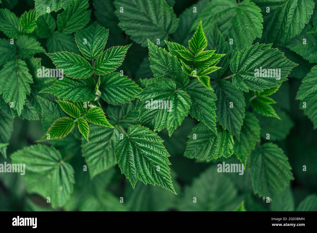 Green summer background of a lot of raspberry leaves Stock Photo - Alamy