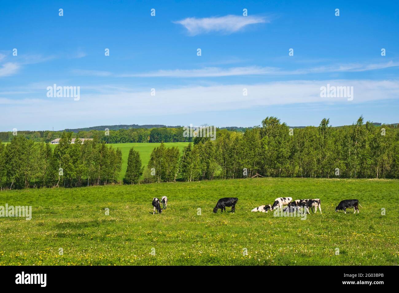 Grazing cattle in a pasture in a beautiful summer landscape Stock Photo ...