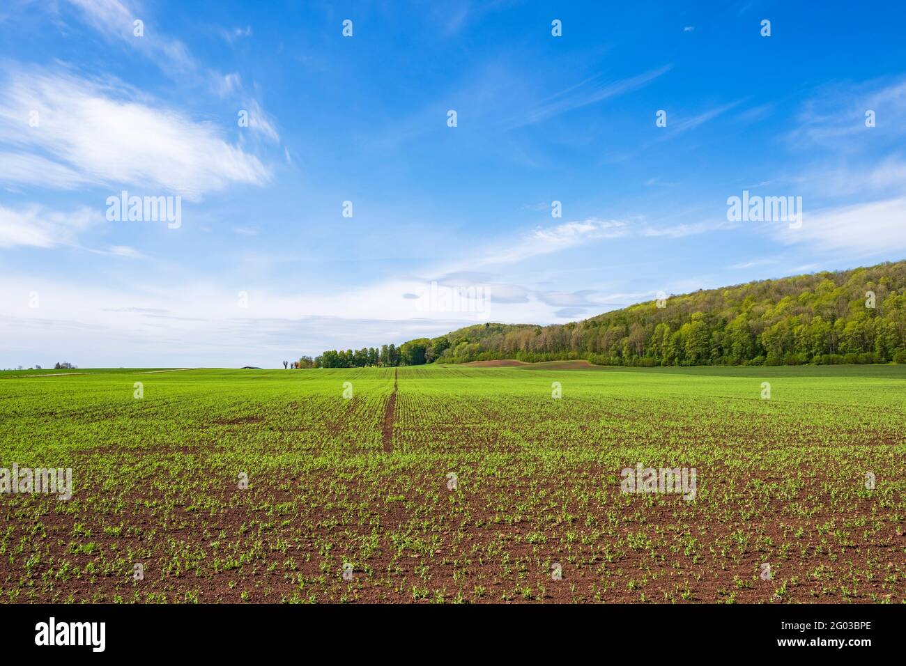 Field with growing crops in early summer Stock Photo - Alamy