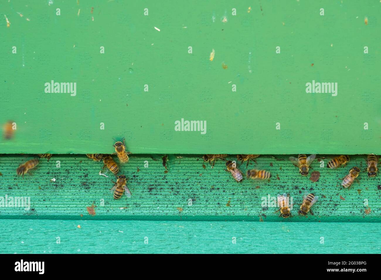 Bees crawling at a beehive Stock Photo - Alamy