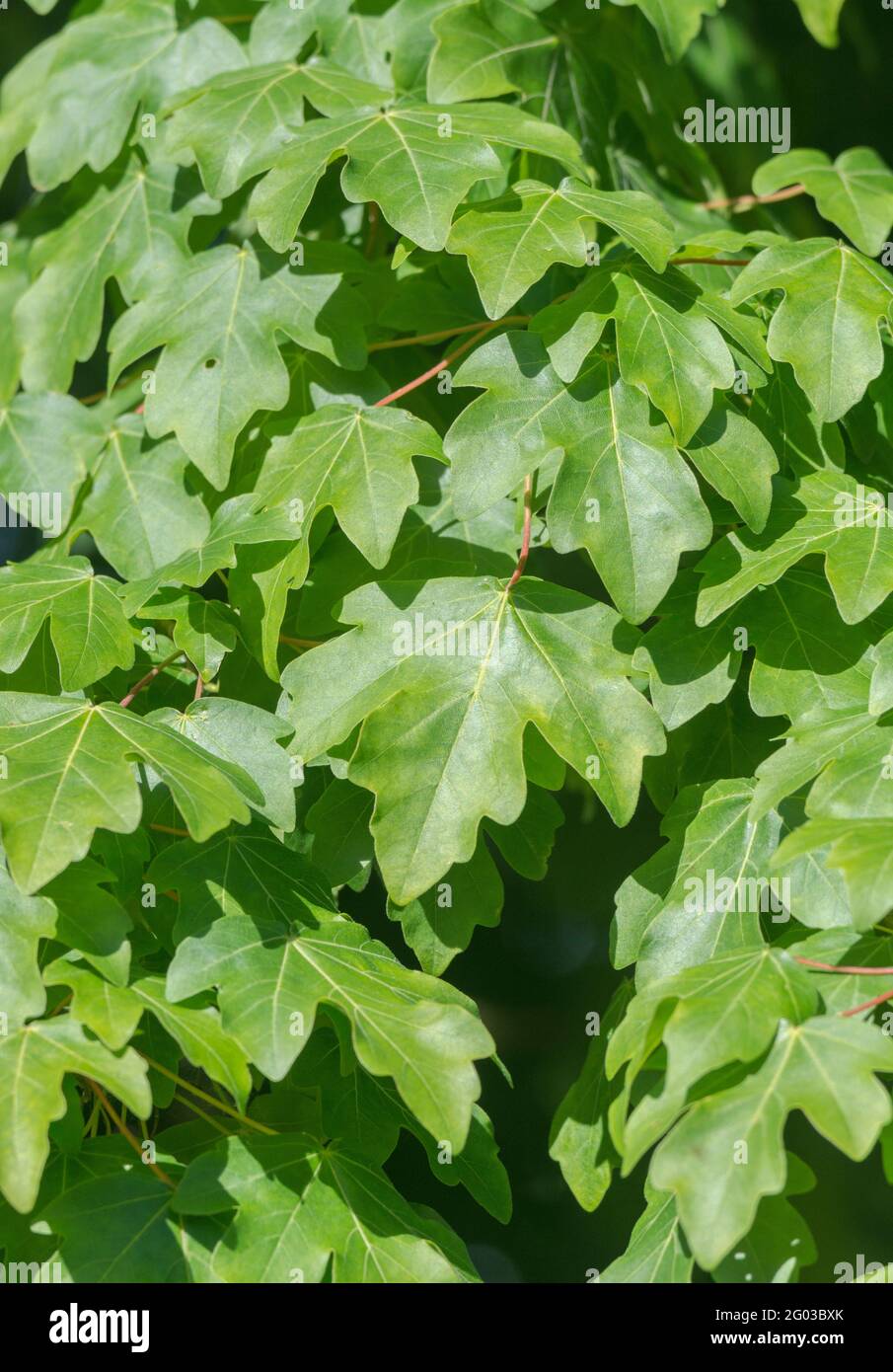 Sunlit leaves of common Field Maple / Acer campestre in Cornwall ...