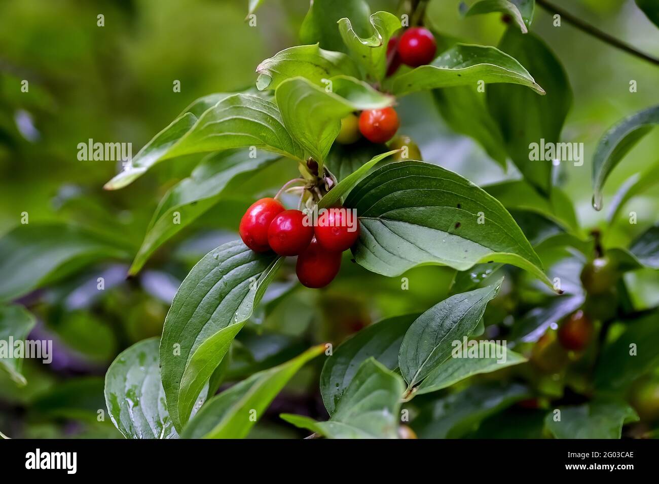 Ripe and unripe fruits of Cornelian cherry or Cornel cherry, branch of ...
