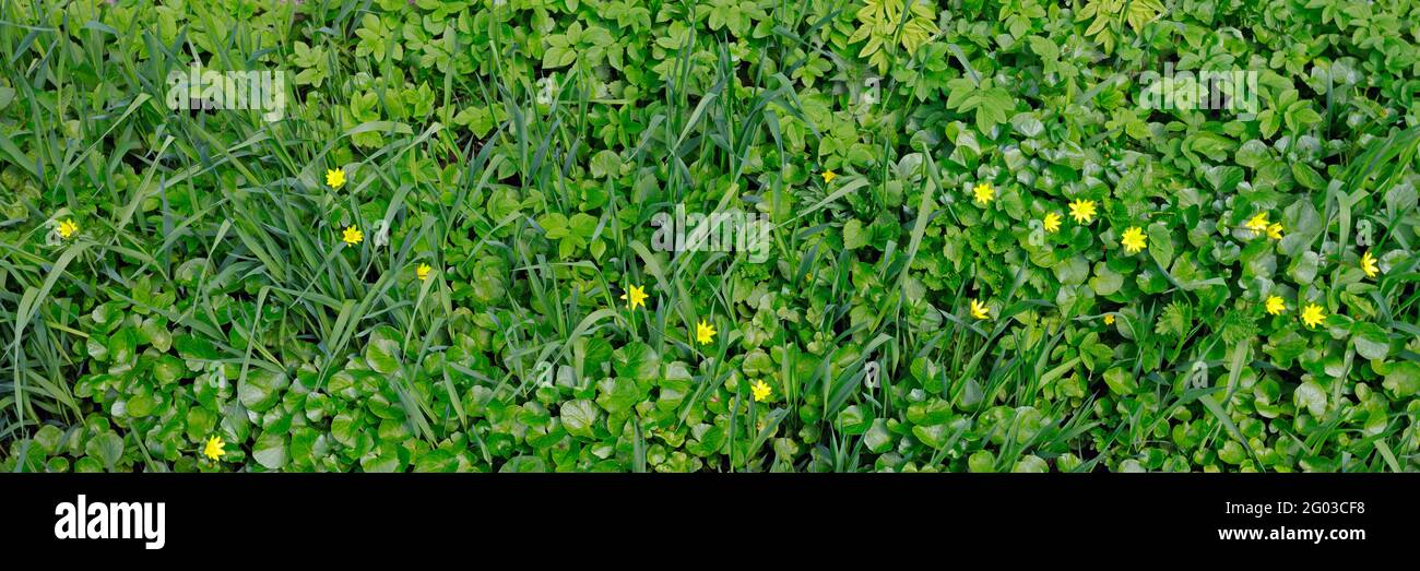 Meadow field with fresh juicy green grass. Summer spring natural ...