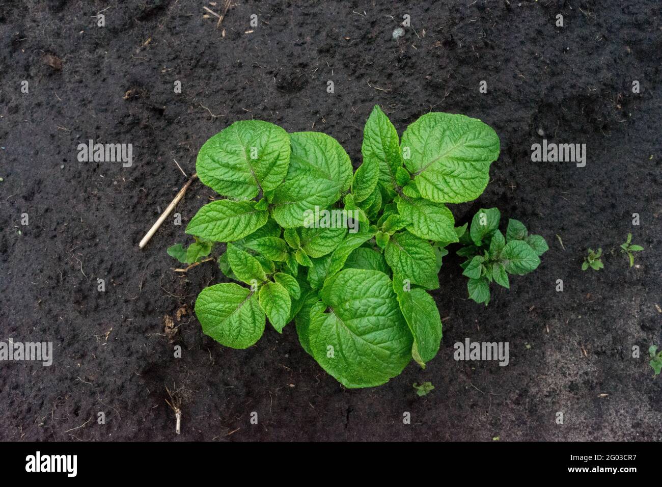 Potato plant in a black soil, farming and agriculture in Ukraine Stock ...