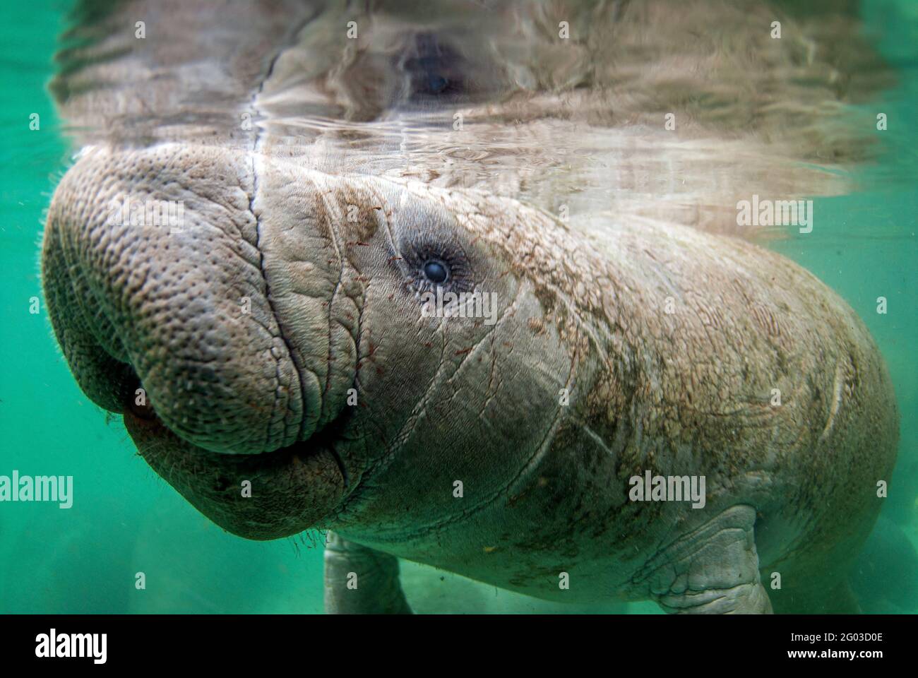 Florida manatee closeup, Crystal River, Florida Stock Photo - Alamy
