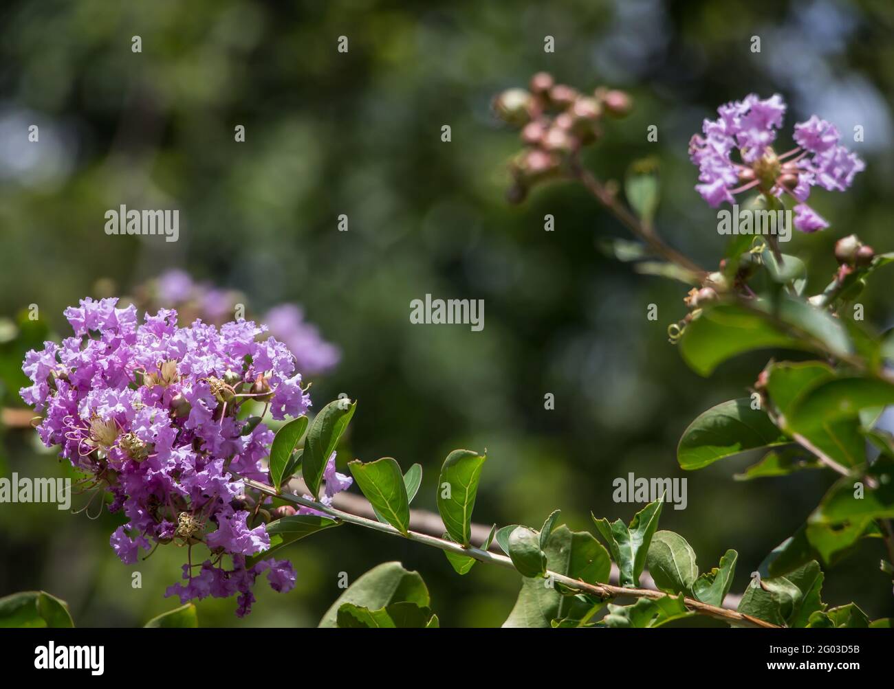 Pink Poui Tabebuia Rosea High Resolution Stock Photography and Images ...