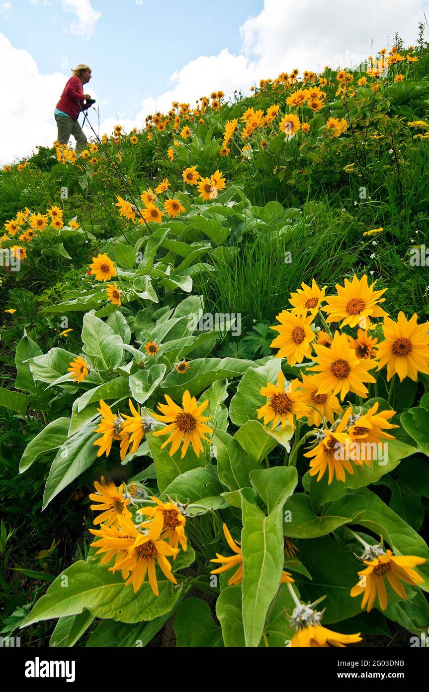 Woman with camera in slope covered in wildflowers (arrowleaf balsam ...