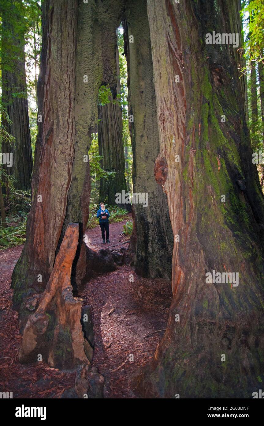Woman looking through large opening in giant redwood tree, Founders ...