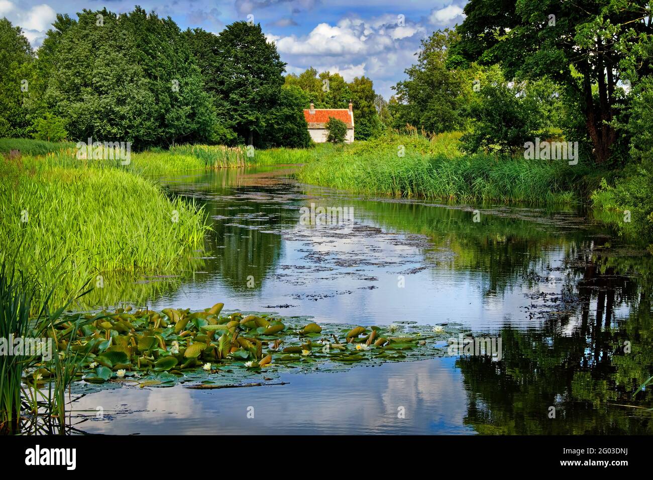 Pond fish uk hi-res stock photography and images - Alamy