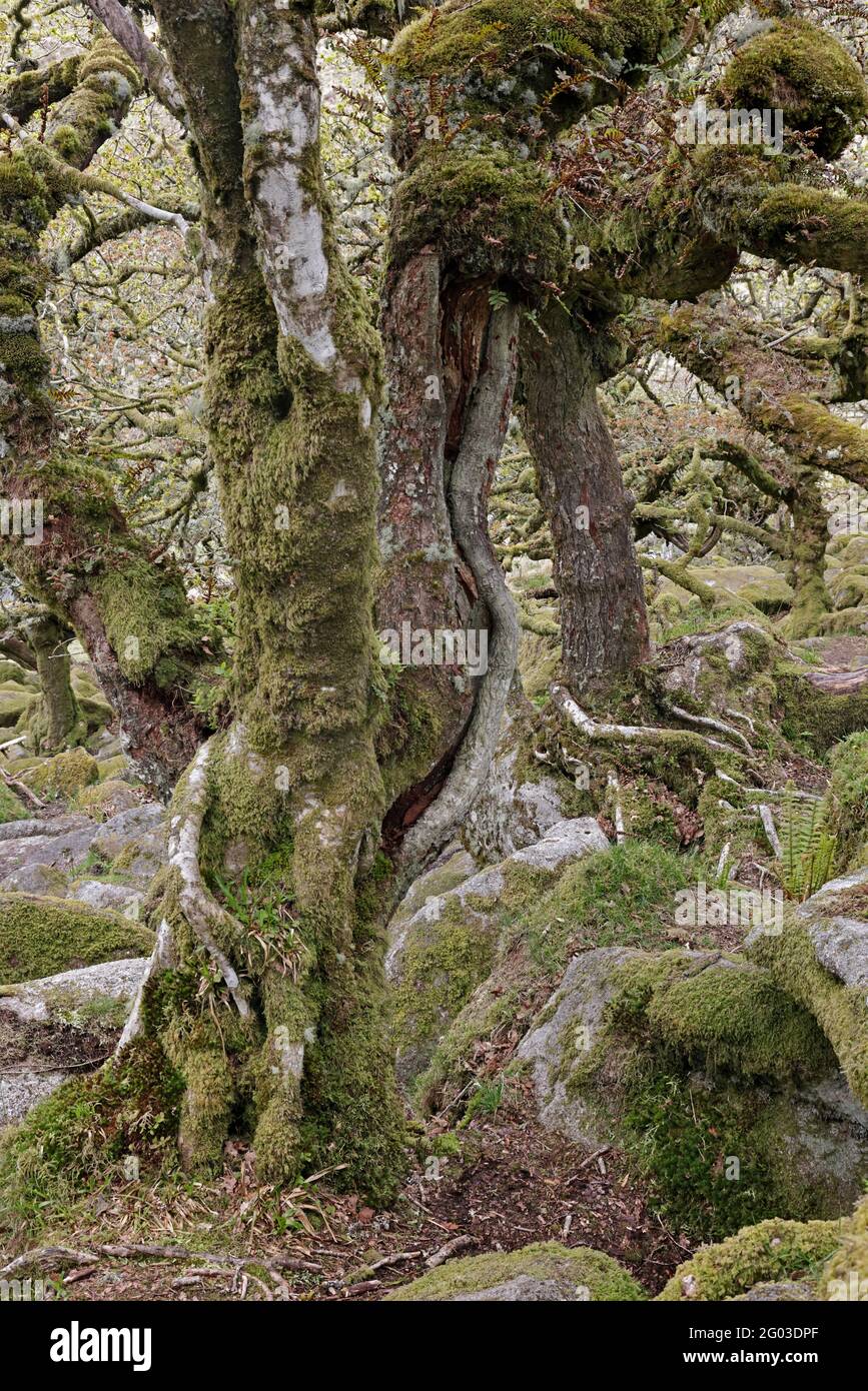 Gnarled Trees at Wistmans Wood Dartmoor UK Stock Photo - Alamy