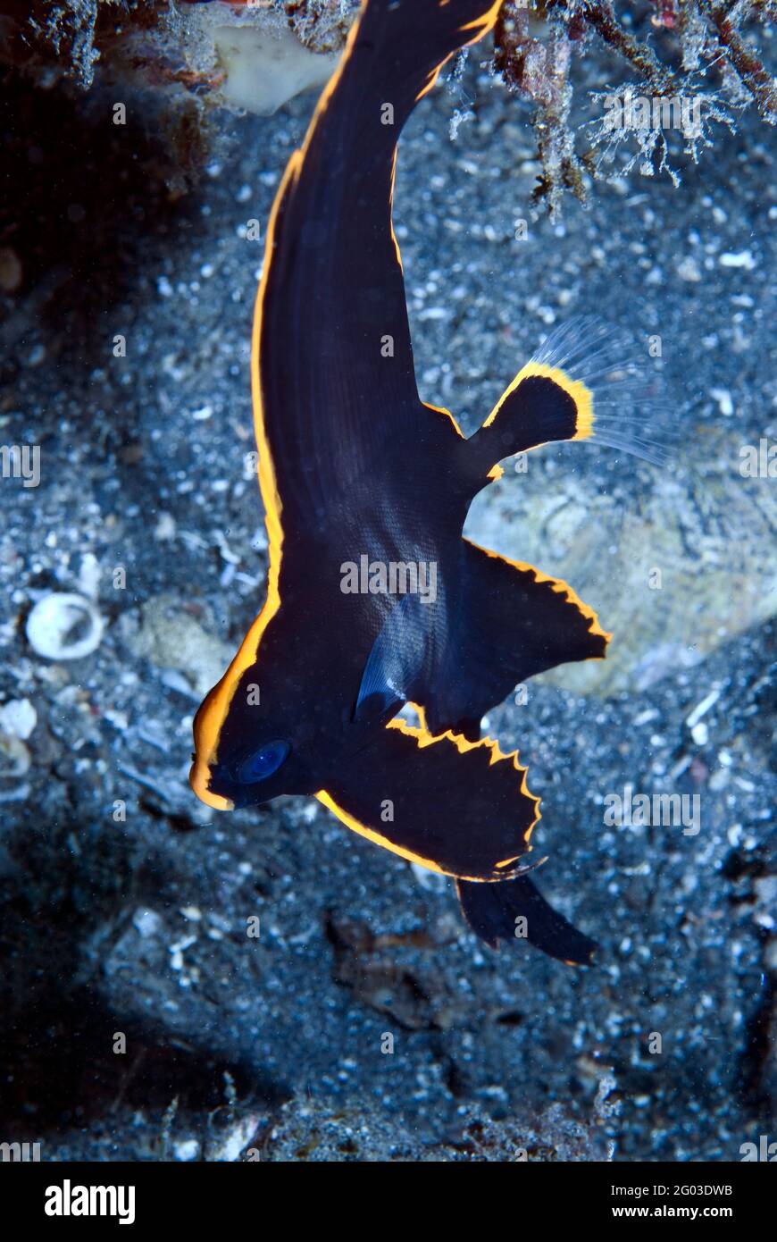 Pinnate spadefish hi-res stock photography and images - Alamy