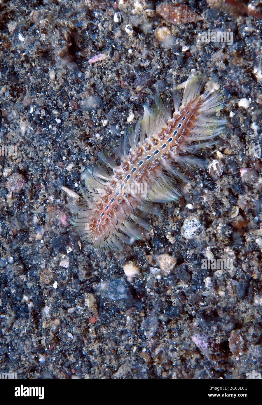 Peacock Bristle Worm (Chloeia flava), Lembeh Strait, Sulawesi ...