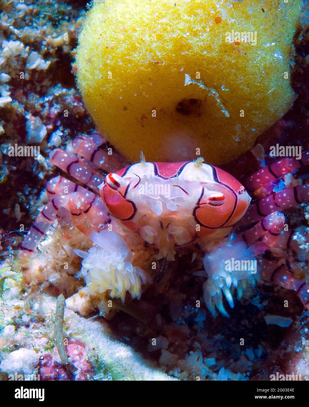 Mosaic boxer crab (Lybia tesselata), Bunaken Marine Park, Sulawesi ...