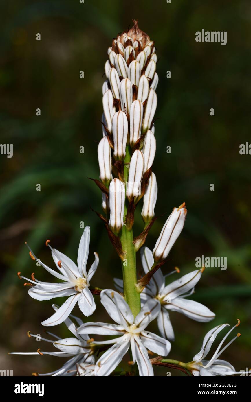 Flowering or Inflorescence of White Asphodel Asphodelus albus Stock ...