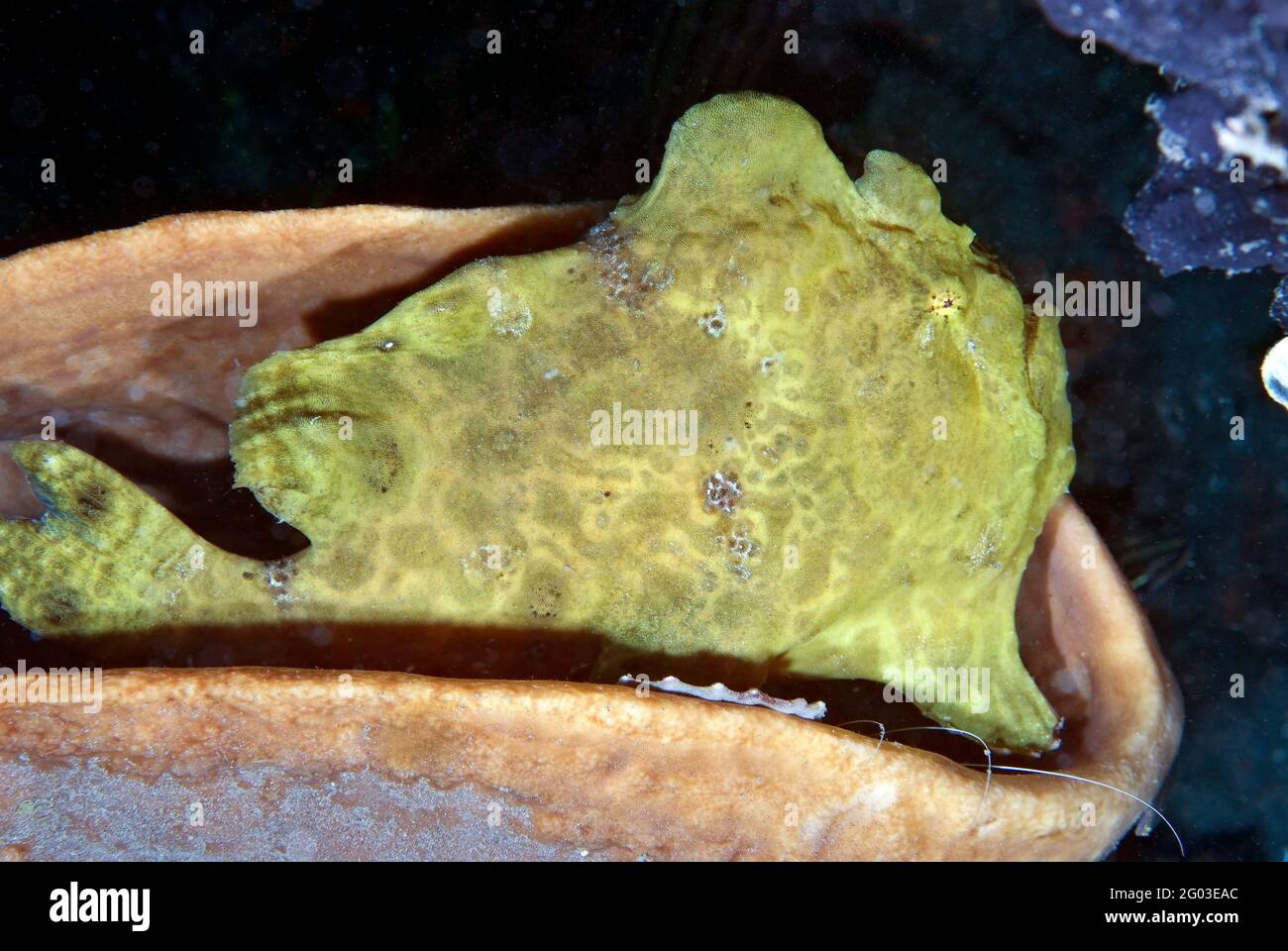 Yellow frogfish in vase sponge, Lembeh Strait, Sulawesi, Indonesia ...