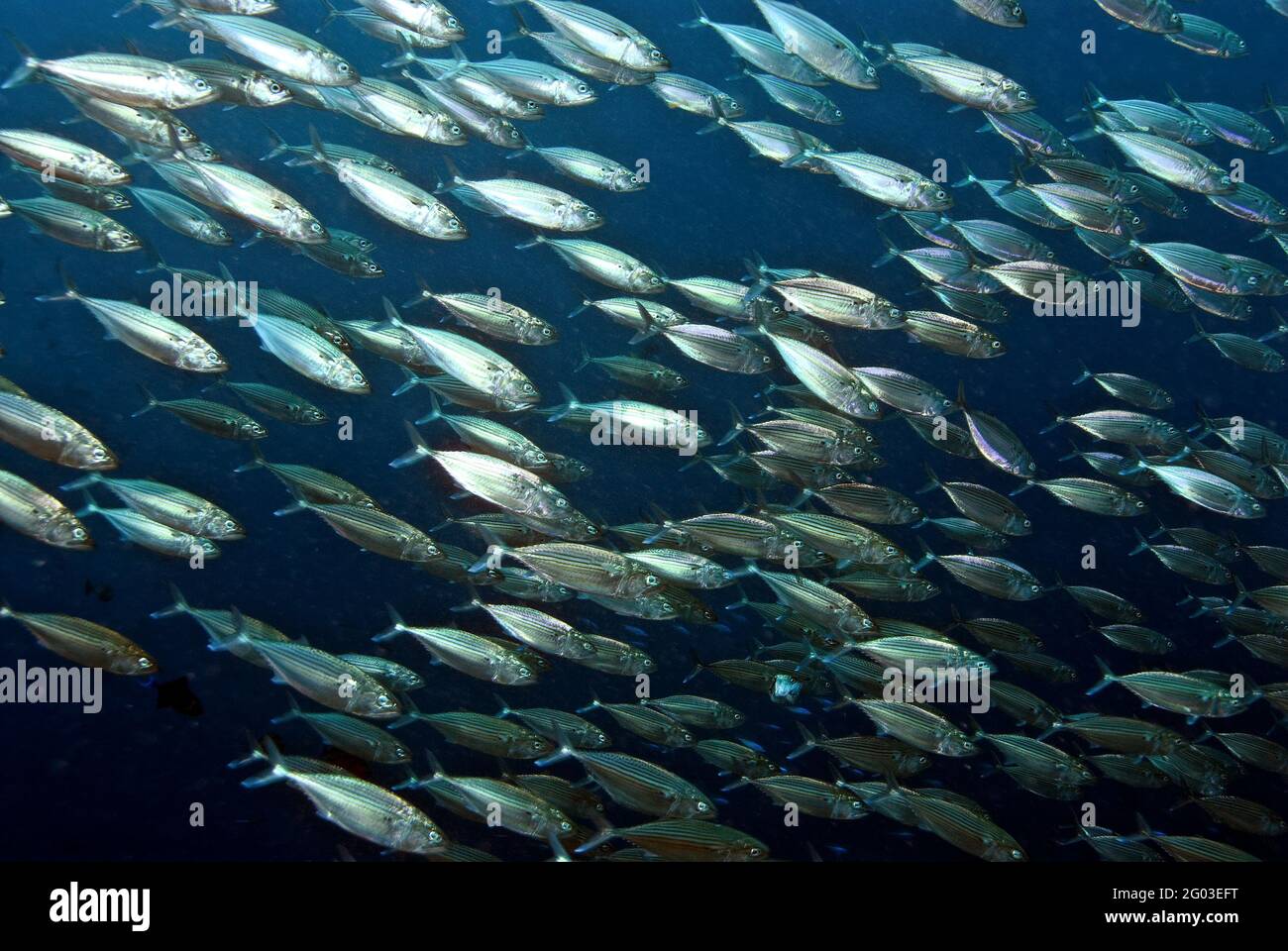 Large school of herring scad (Alepes vari) at Bunaken Manado Tua ...