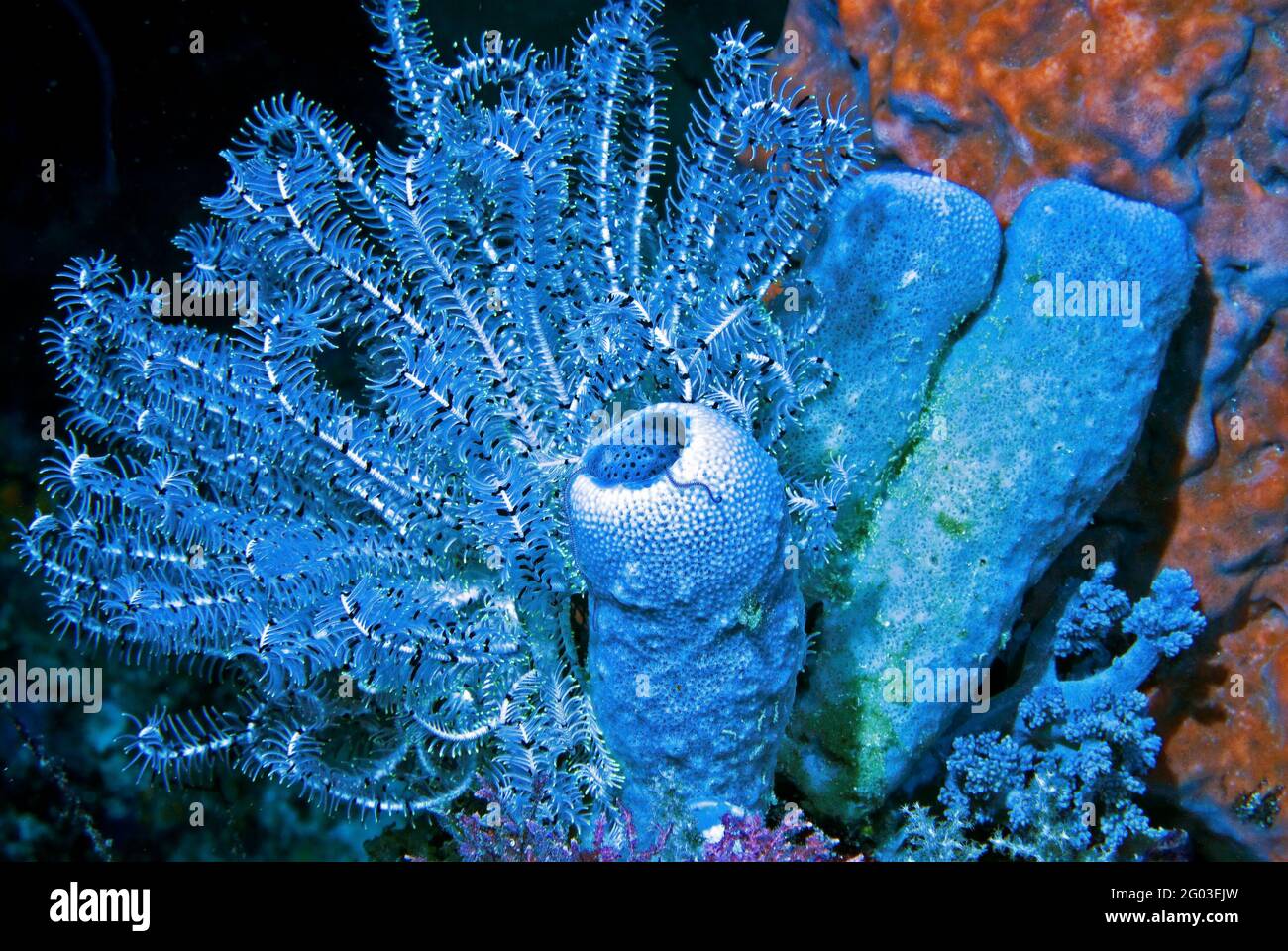 Blue crinoids and blue tube sponges, orange barrel sponge nearby, at ...