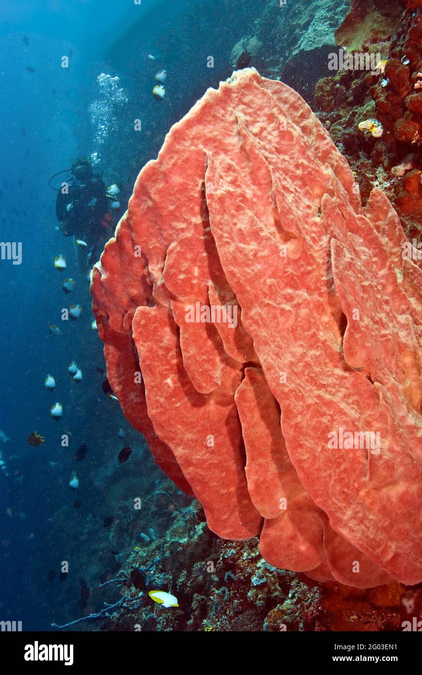 Giant barrel sponge, school of pyramid butterflyfish, and scuba diver ...