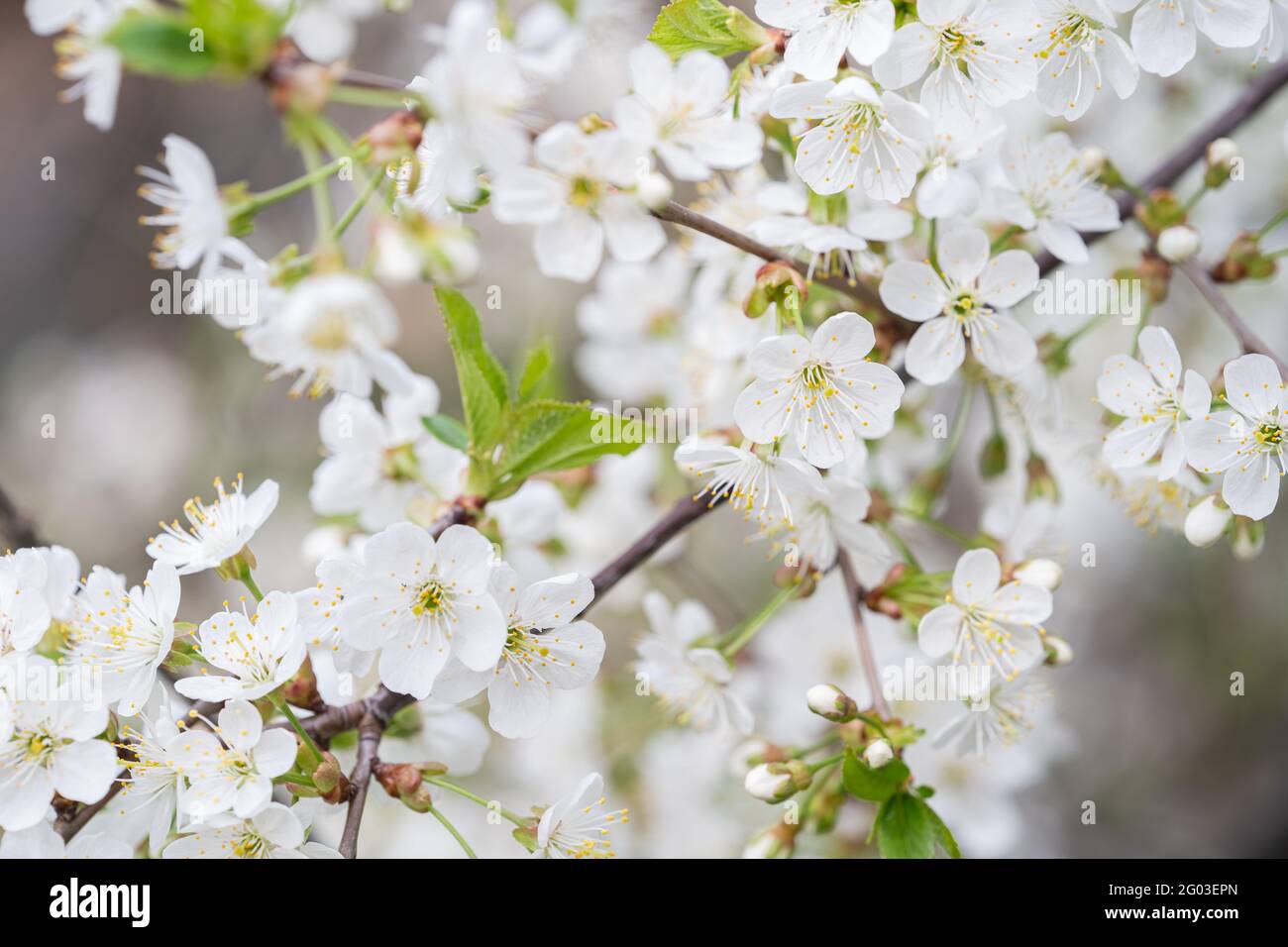 White flowers, in spring, flowering tree, nature Stock Photo - Alamy