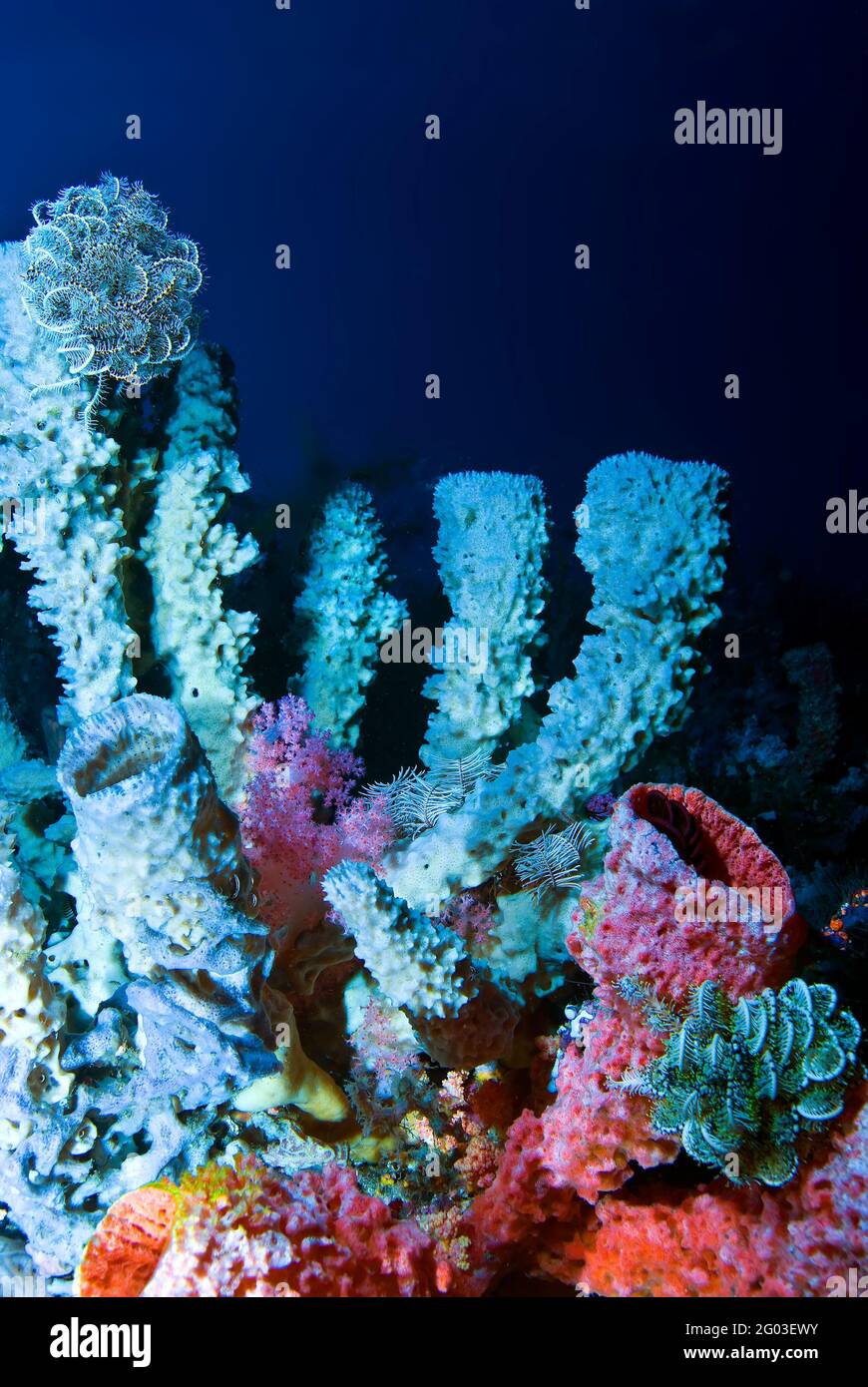 Blue tube sponges hi-res stock photography and images - Alamy