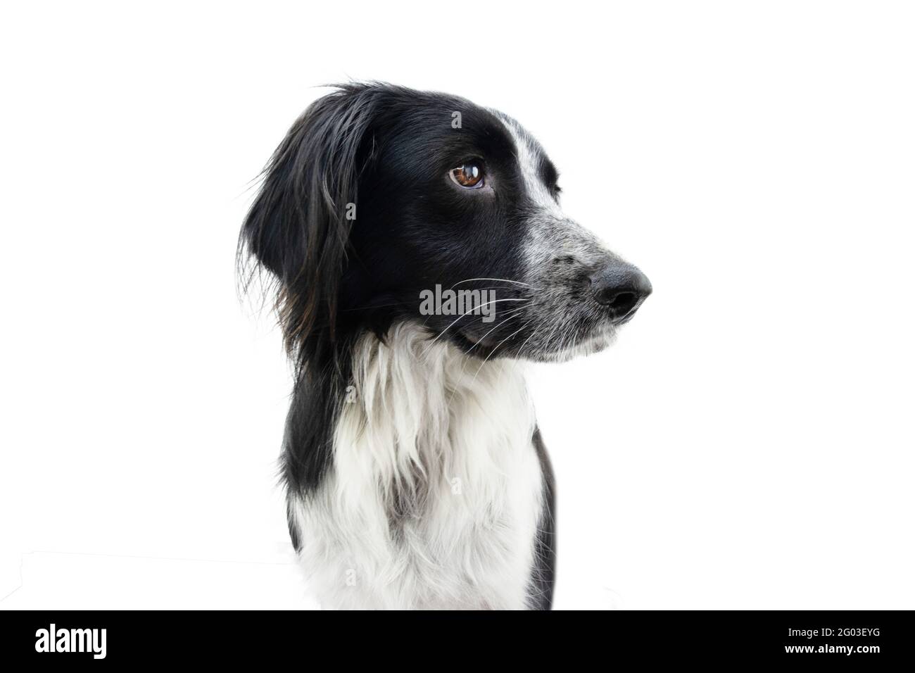 Border collie side profile hi-res stock photography and images - Alamy