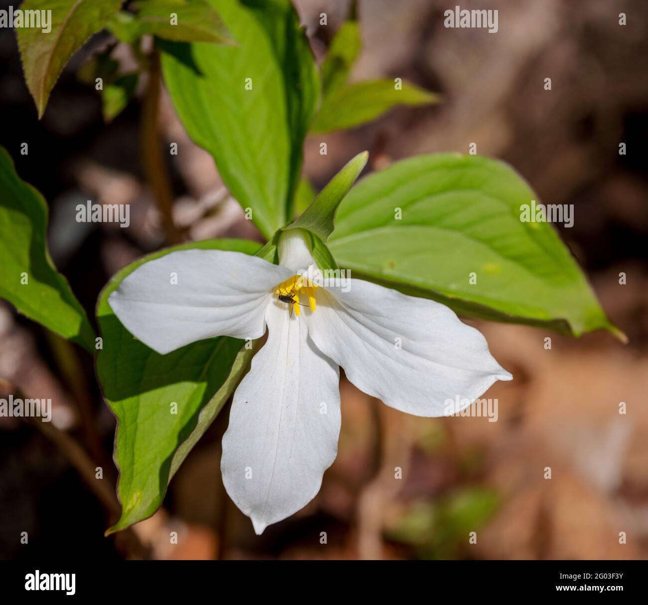 Trillium white hi-res stock photography and images - Alamy