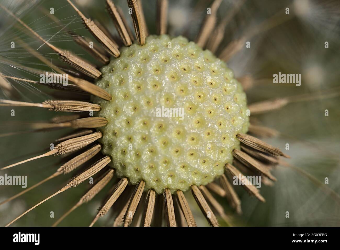 Ligule hi-res stock photography and images - Alamy