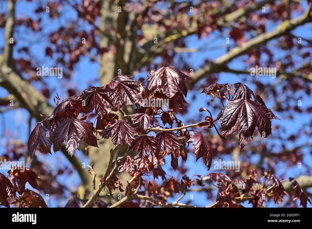 Beautiful dark-red last year autumn leaves of Crimson King (Acer ...